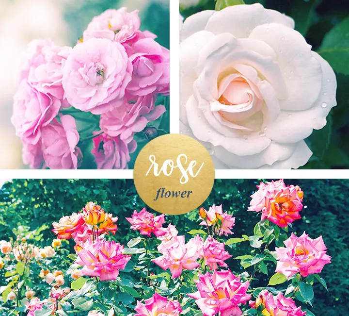 Rose Flower Meaning and Symbolism - FTD.com