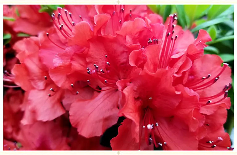 Azalea Care Guide: Growing Information + Tips - ProFlowers Blog