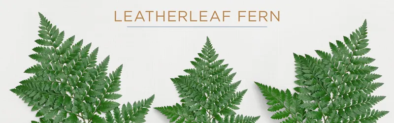 20 Types of Greenery and Filler Flowers - FTD.com