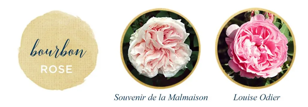 Types of Roses: A Visual Compendium - FTD.com