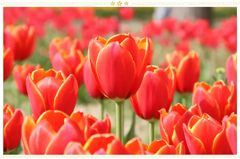 15 Japanese Flower Meanings and Where to Find Them | Proflowers Blog