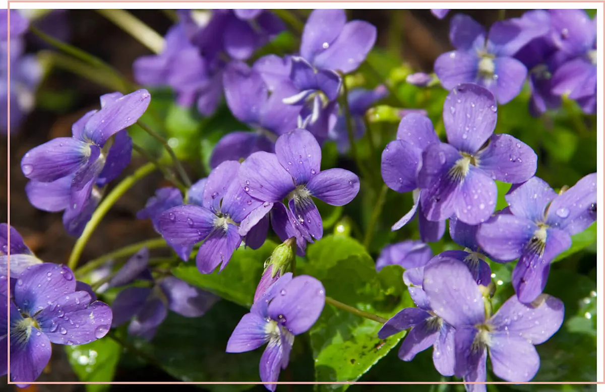 36 Kinds of Flowering Weeds + Tips on Finding Beauty in Unlikely Places ...