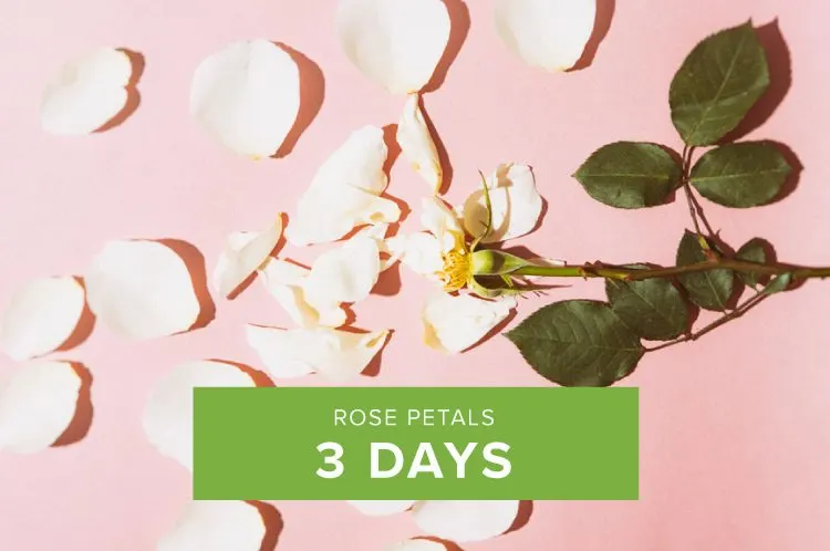 How Long do Roses Last? | Proflowers Blog