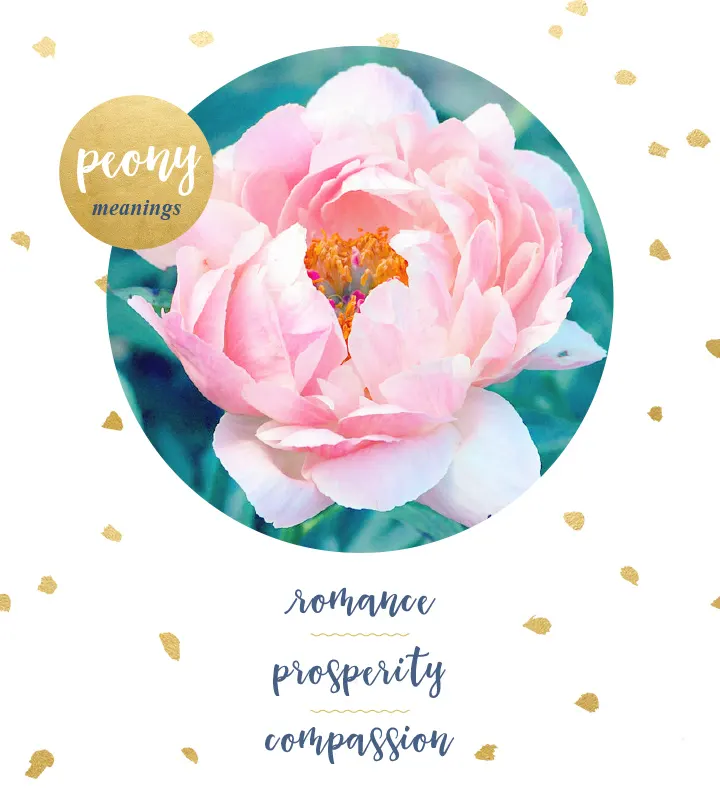 Peony Meaning and Symbolism - FTD.com