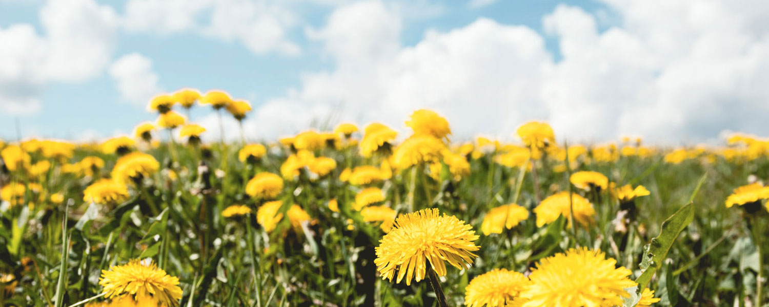 36 Kinds of Flowering Weeds + Tips on Finding Beauty in Unlikely Places ...