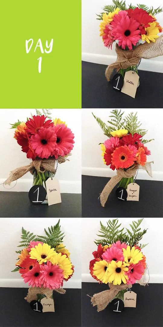 Mythbusters: How to Keep Flowers Fresh Longer - Fresh by FTD