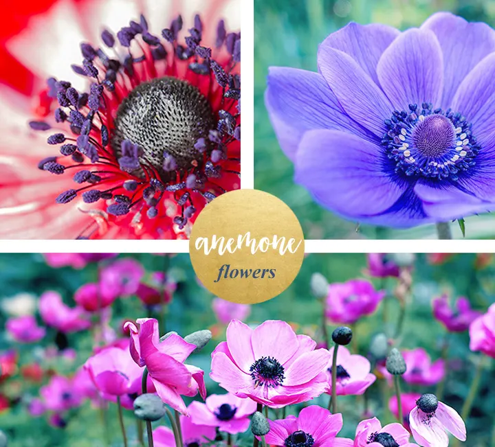 Anemone Meaning and Symbolism - FTD.com