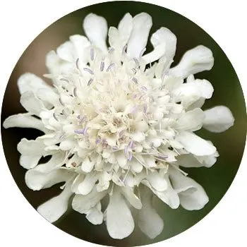 48 Types of White Flowers - ProFlowers Blog
