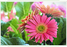 Gerbera Wit Gerbera Jamesonii Majorette Bright White Dark Eye Gerbera 
