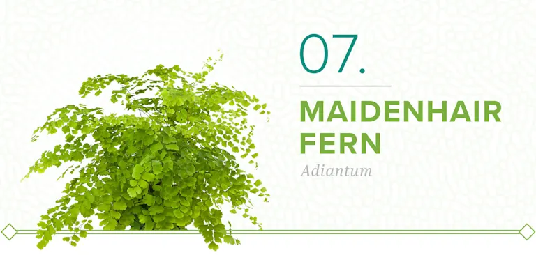 18 Plants that Don't Need Sun | Proflowers Blog