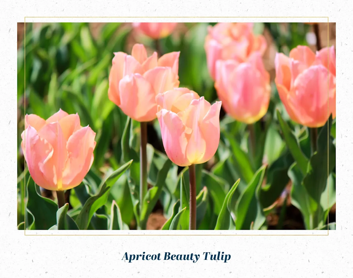 21 Types of Tulips That Will Brighten Up Your Garden | FTD