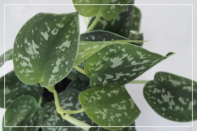 Pothos Plant Care Guide: Growing Information and Tips | Proflowers Blog