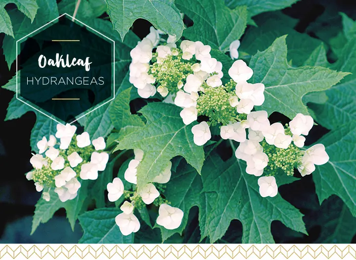 Types of Hydrangeas: A Visual Guide - FTD.com
