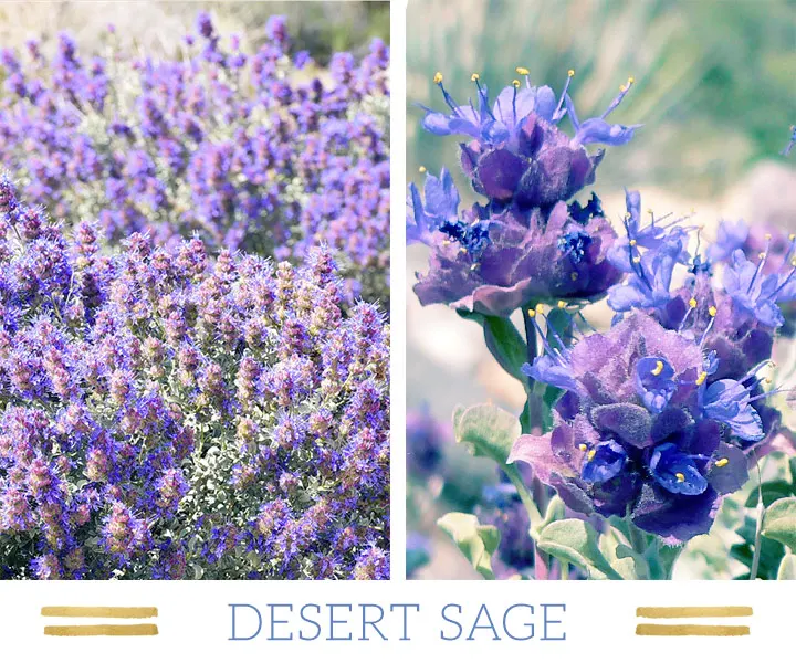 127 Stunning Desert Plants - FTD.com