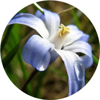 41 Types of Blue Flowers - ProFlowers Blog