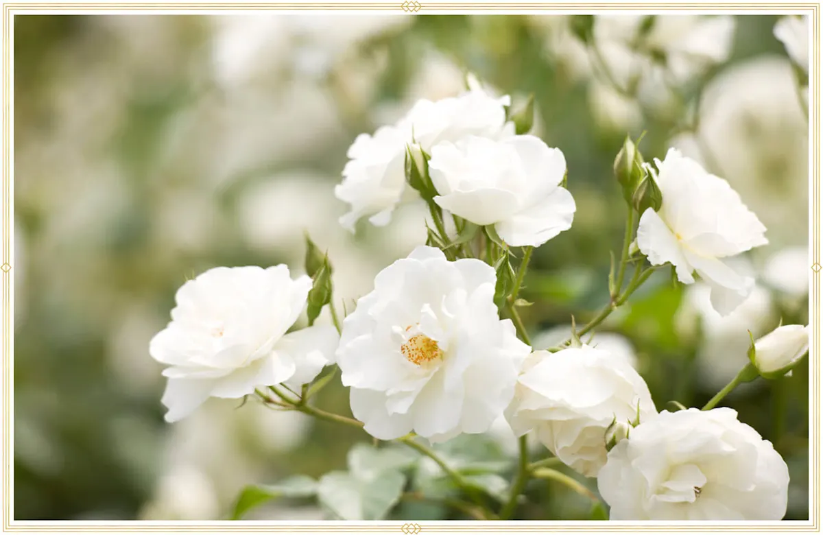 History and Meaning of White Roses | Proflowers Blog