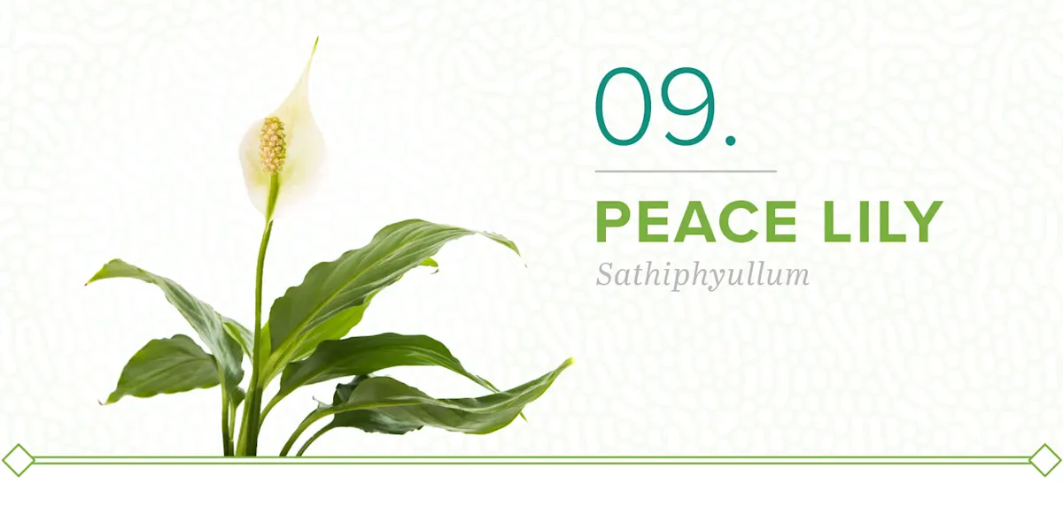 18 Plants that Don't Need Sun | Proflowers Blog