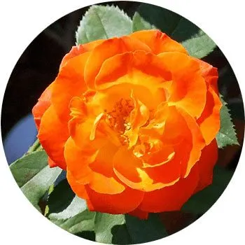 27 Types of Orange Flowers - ProFlowers Blog