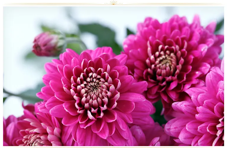 26 Types of Pink Flowers: Tips + Pictures | Proflowers Blog