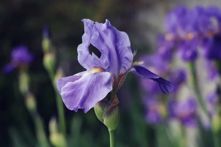 20 of the Most Romantic Flowers For Your Love | FTD