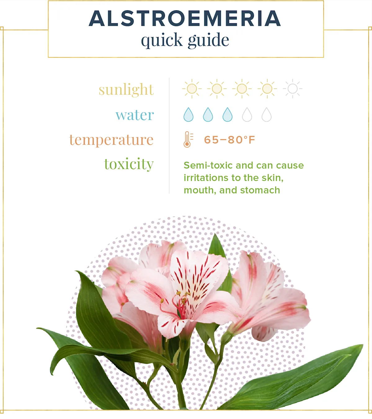 Alstroemeria Care Guide: Easy Plant, Grow and Care Tips | ProFlowers