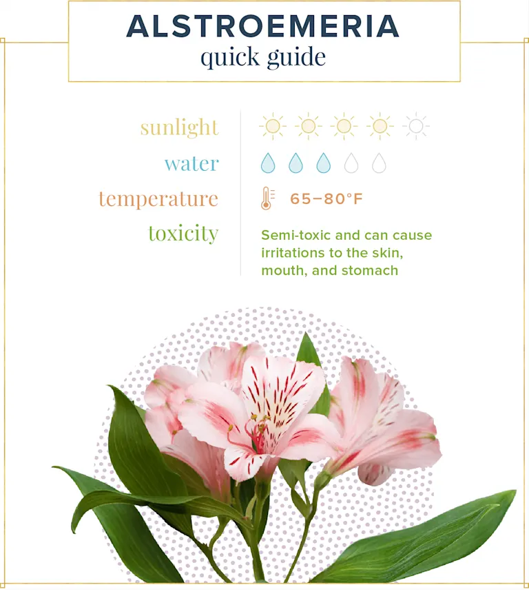 Alstroemeria Care Guide: Easy Plant, Grow and Care Tips | ProFlowers