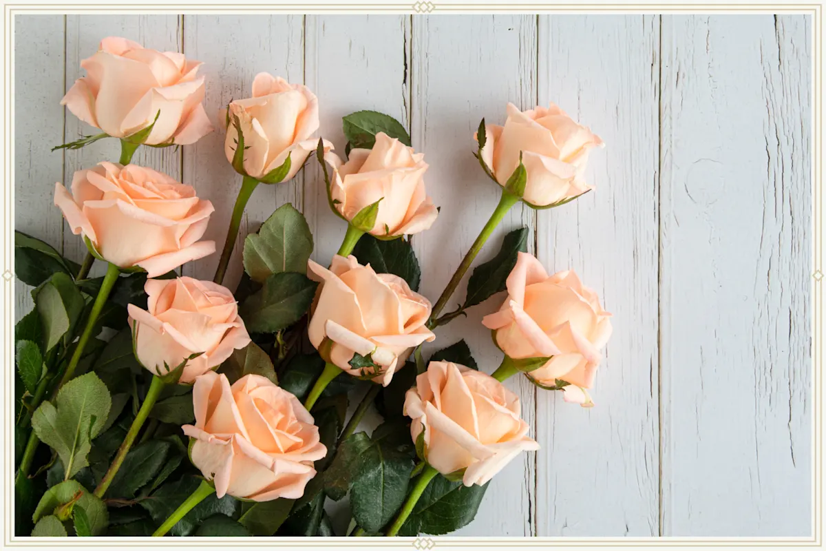 The Complete Rose Color Meanings Guide | Proflowers Blog