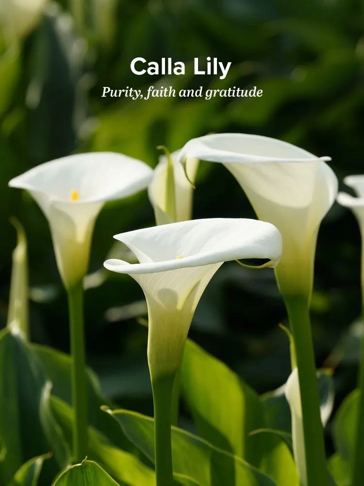 History and Meaning of Calla Lilies | Proflowers Blog
