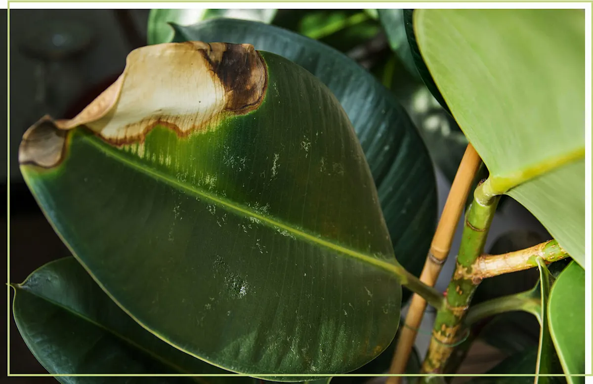 What’s Wrong With My Plant? 10 Common Houseplant Issues + How To Fix ...