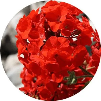 41 Types of Red Flowers - ProFlowers Blog