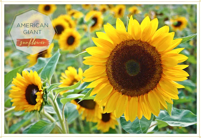 15 Most Beautiful Types of Sunflowers - FTD.com