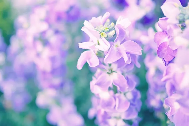 Stock Meaning and Symbolism - FTD.com