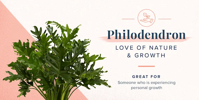 Plant Symbolism Guide: 31 Plants for Every Personality - ProFlowers Blog