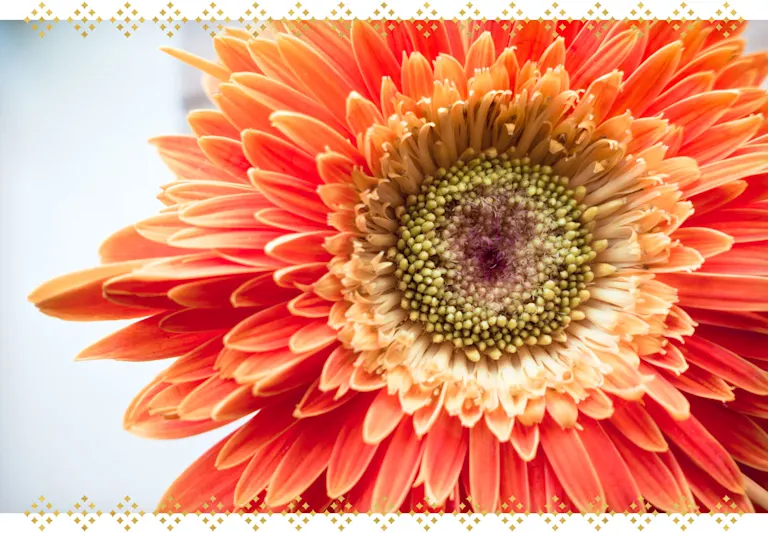 The Complete Gerbera Daisy Care Guide - FTD.com