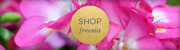 Freesia Meaning and Symbolism - FTD.com