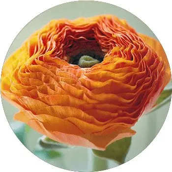 27 Types of Orange Flowers - ProFlowers Blog