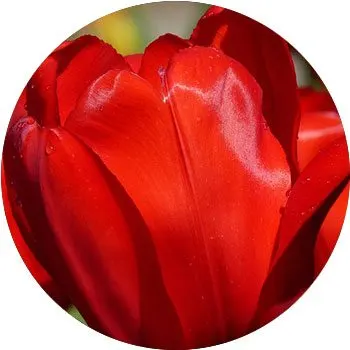 41 Types of Red Flowers - ProFlowers Blog