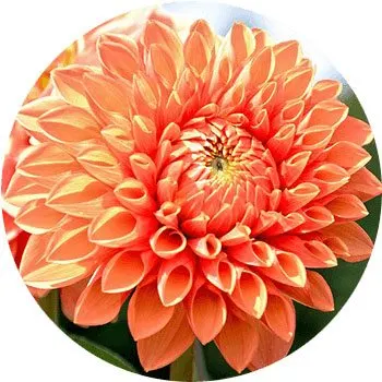 27 Types of Orange Flowers - ProFlowers Blog