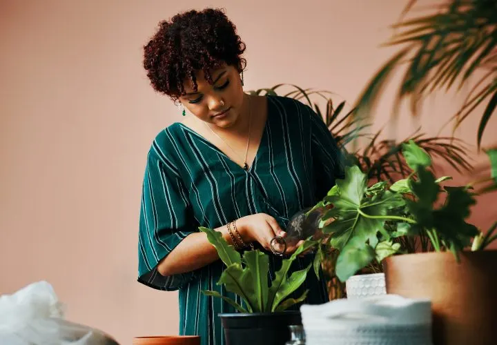 15 Common Indoor Plant Problems: Treatment, Prevention and Care Tips | FTD