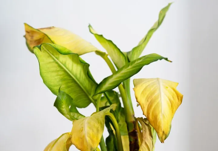 15 Common Indoor Plant Problems: Treatment, Prevention and Care Tips | FTD