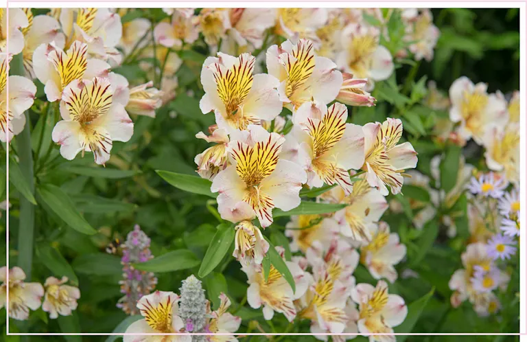 Alstroemeria Care Guide: Easy Plant, Grow and Care Tips | Proflowers Blog