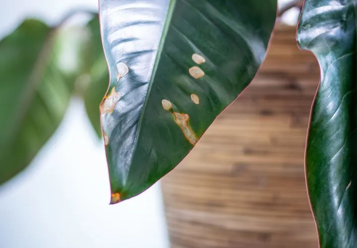 15 Common Indoor Plant Problems: Treatment, Prevention and Care Tips | FTD