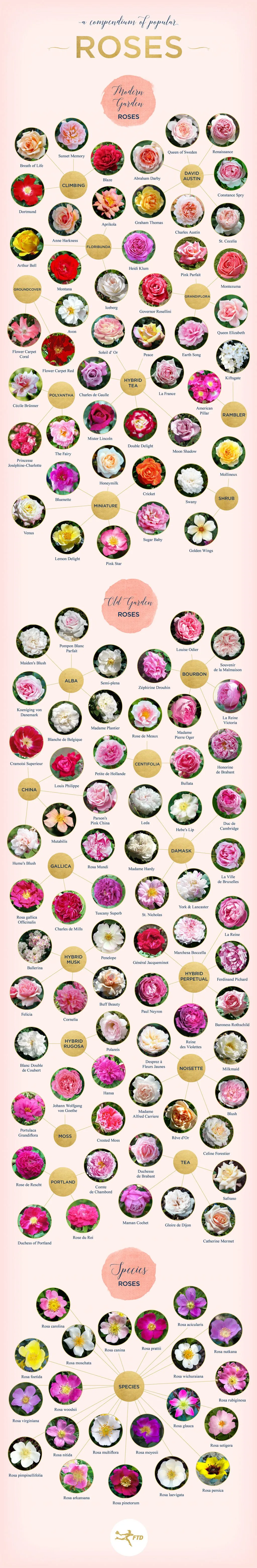 Types of Roses: A Visual Compendium - FTD.com