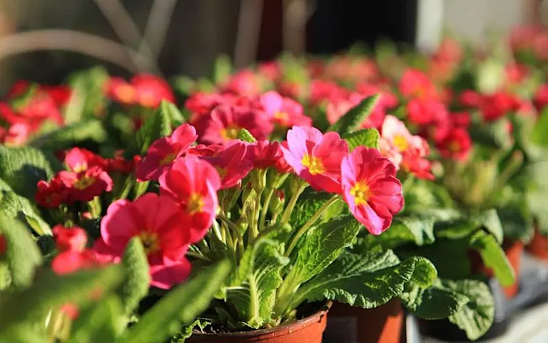 Conquer Small Spaces with Container Gardening - Fresh by FTD
