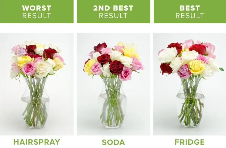 How to Make Flowers Last Longer: 9 Tricks | Proflowers Blog