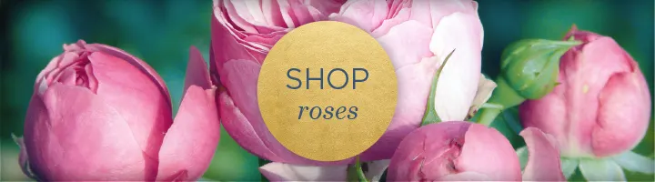 Rose Flower Meaning and Symbolism - FTD.com