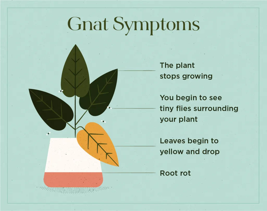 How To Get Rid Of Gnats in Plants: Causes, Treatment and Prevention | FTD