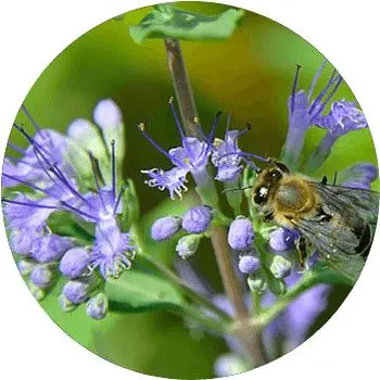 41 Types of Blue Flowers - ProFlowers Blog