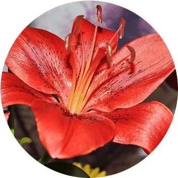 41 Types of Red Flowers - ProFlowers Blog