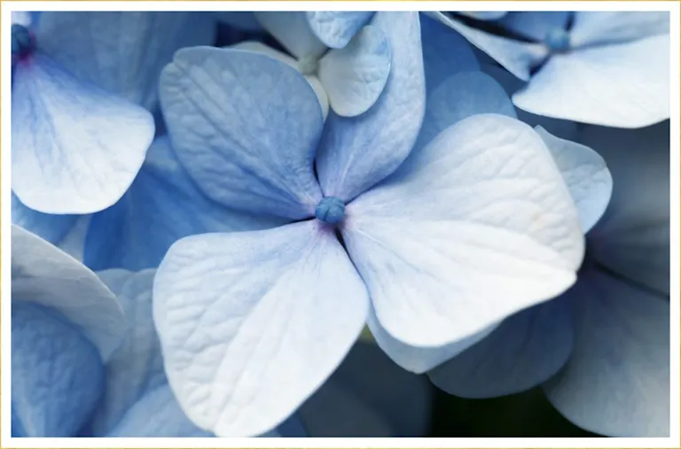 30 Types of Blue Flowers - FTD.com